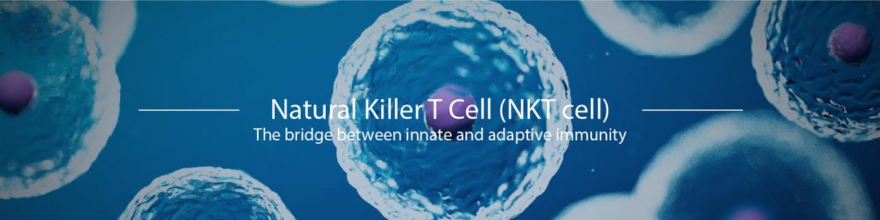 Natural Killer T Cell (NKT cell) | NK Biocell