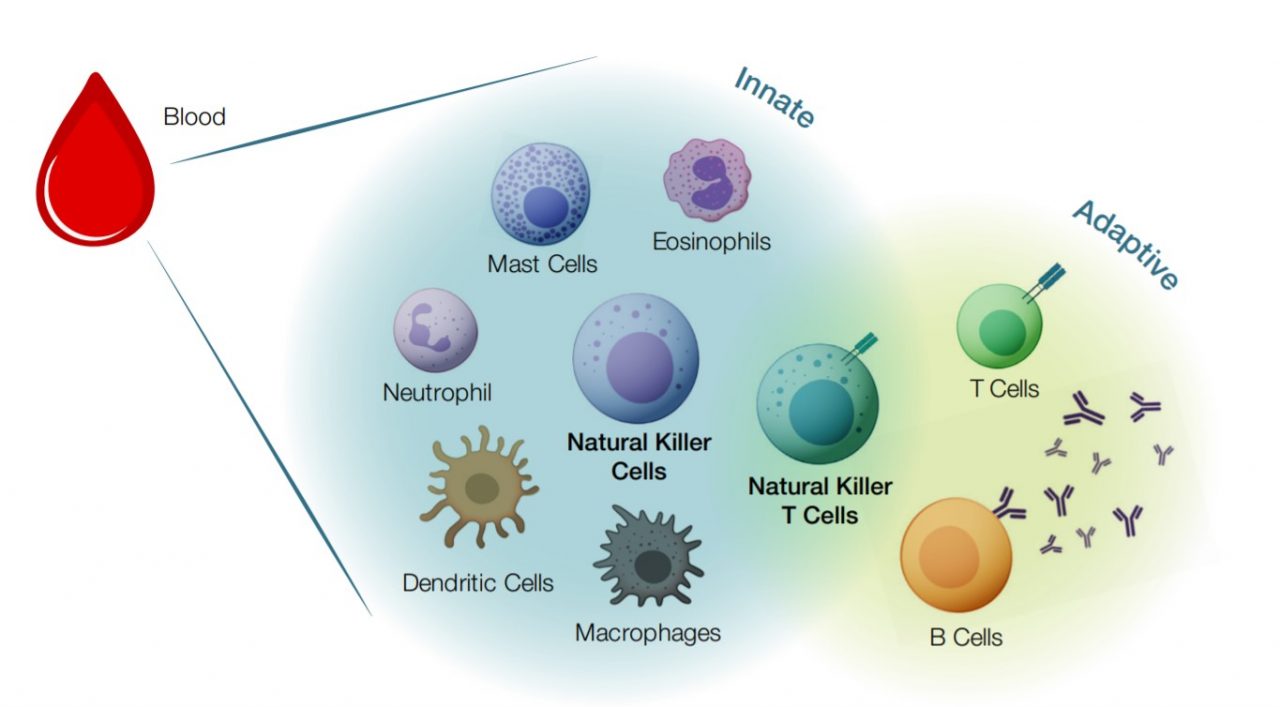 Human Immune System | NK Biocell